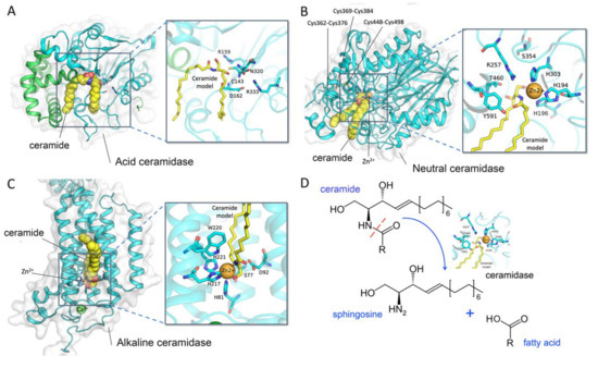 Role of Ceramidases in Sphingolipid Metabolism and Human Diseases
