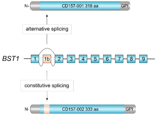 CD157: From Myeloid Cell Differentiation Marker to Therapeutic Target ...