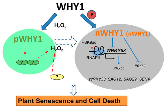 H2O2 as a Feedback Signal on Dual-Located WHIRLY1 Associates with Leaf ...