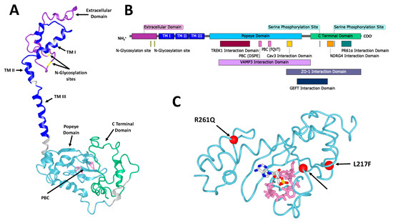 The Role of the Popeye Domain Containing Gene Family in Organ Homeostasis