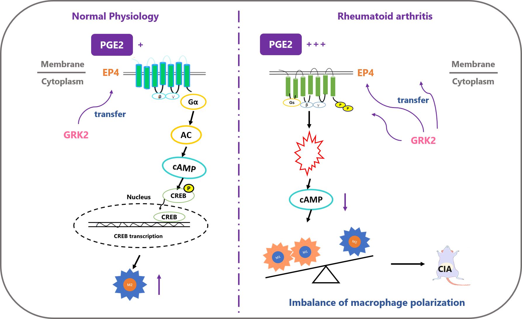 Cells | Free Full-Text | GRK2 Mediated Abnormal Transduction of PGE2 ...