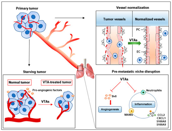 Cells | Special Issue : Angiogenesis in Cancer