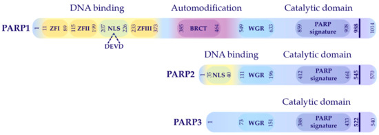 The Enigmatic Function of PARP1: From PARylation Activity to PAR Readers