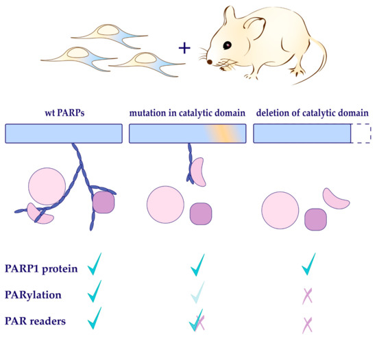 The Enigmatic Function of PARP1: From PARylation Activity to PAR Readers