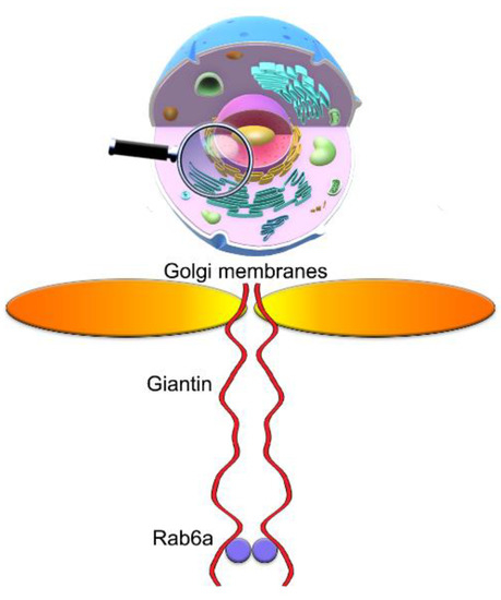 Cells | Free Full-Text | Post-ER Stress Biogenesis of Golgi Is Governed ...