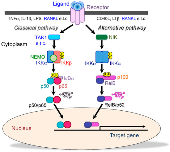 The Role of NF-κB in Physiological Bone Development and Inflammatory ...