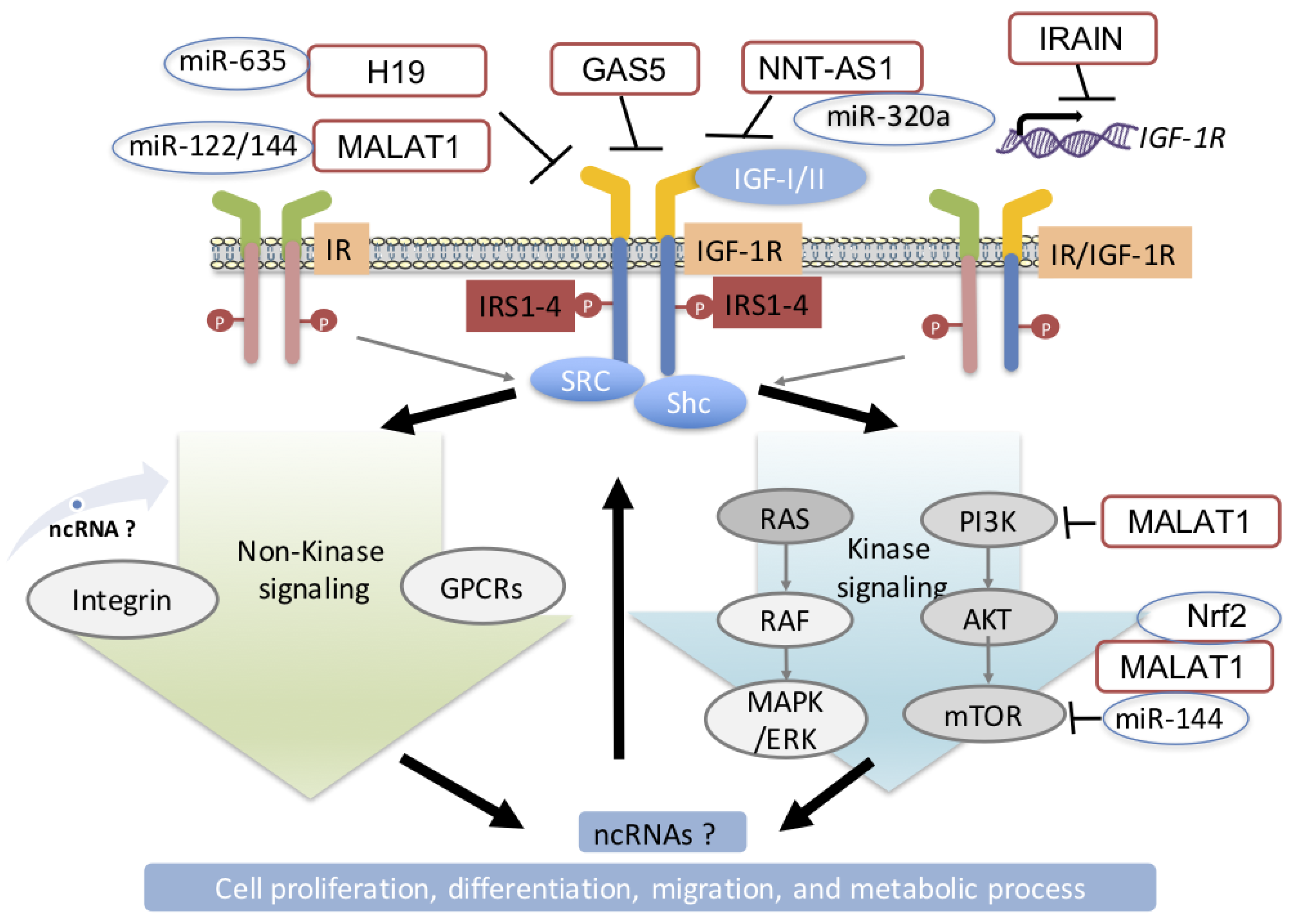 Cells Free Full Text Non Coding Rnas In Igf 1r Signaling Regulation