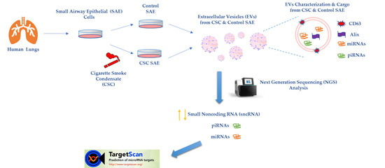 Cells | Free Full-Text | Cigarette Smoke Condensate Exposure Changes ...
