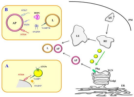 Syntaxin 16’s Newly Deciphered Roles in Autophagy