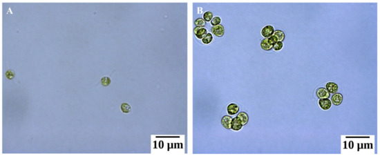 Salinity Stress Responses and Adaptation Mechanisms in Eukaryotic Green ...