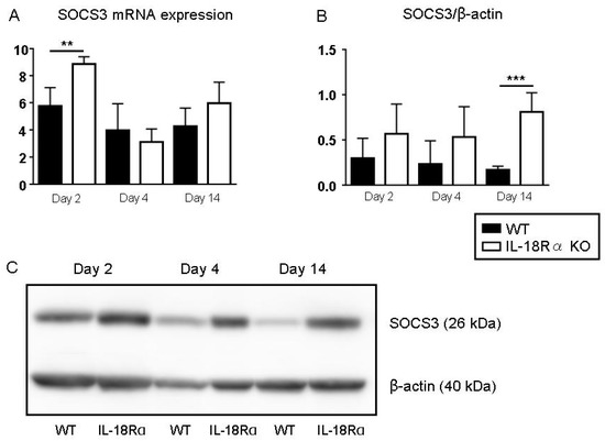 Cells | Free Full-Text | Inhibition of the IL-18 Receptor Signaling ...