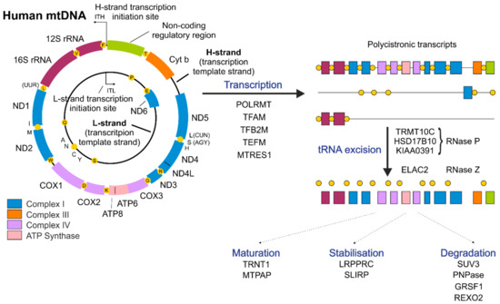 Mitochondrial Gene Expression and Beyond—Novel Aspects of Cellular ...