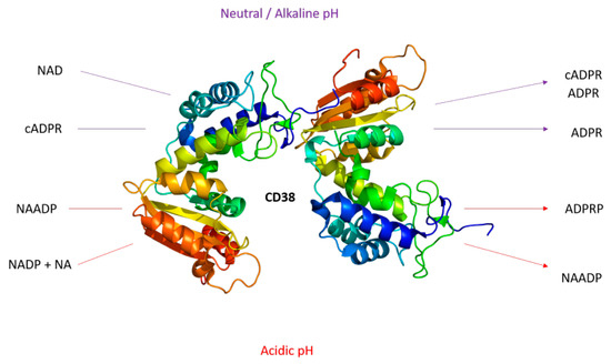 The Roles of CD38 and CD157 in the Solid Tumor Microenvironment and ...