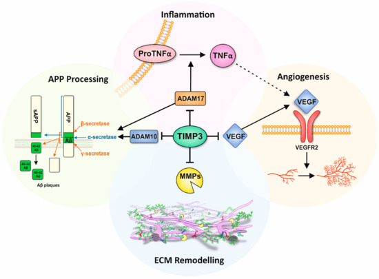 The Diverse Roles of TIMP-3: Insights into Degenerative Diseases of the ...