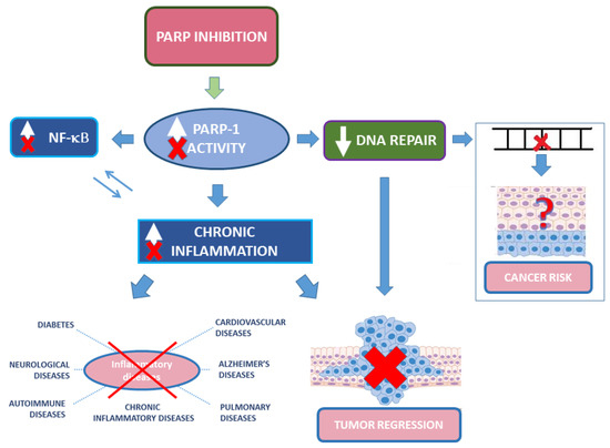 Multifaceted Role of PARP-1 in DNA Repair and Inflammation ...