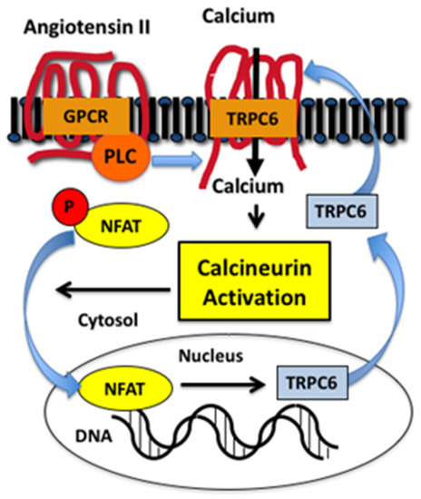 TRPC Channels in Proteinuric Kidney Diseases