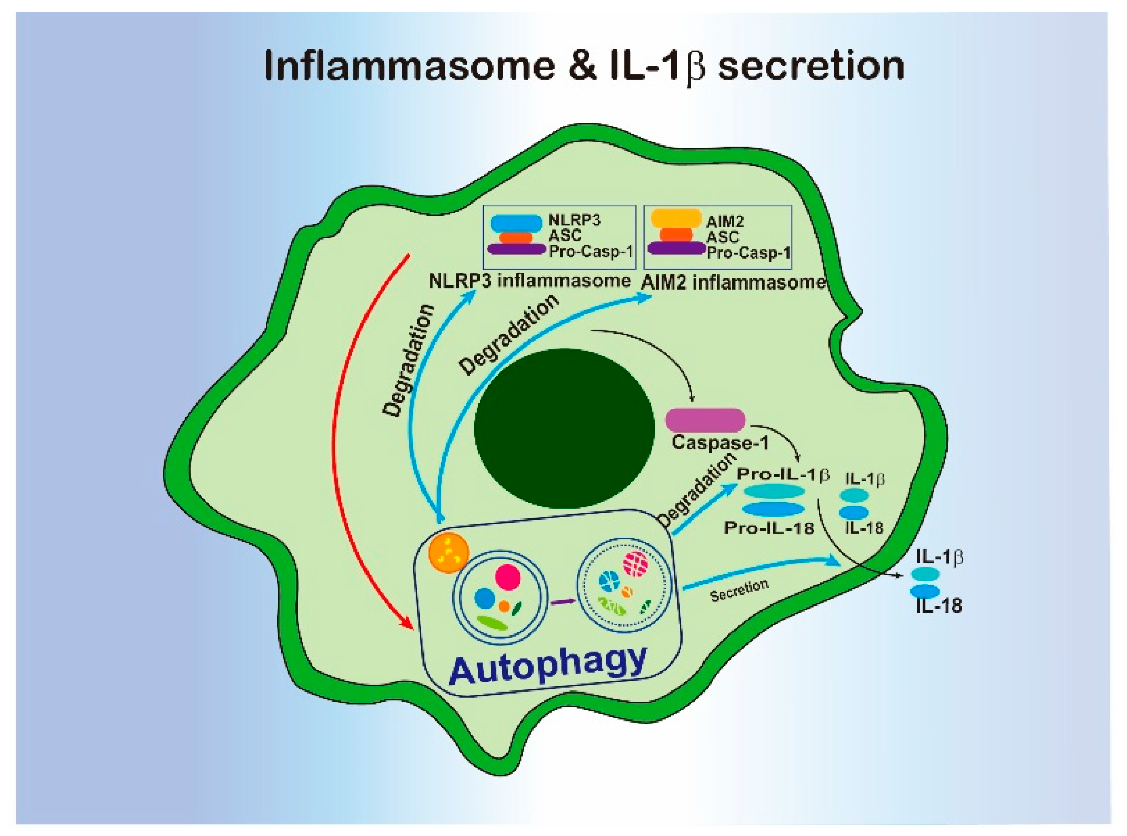 Cells Free Full Text Autophagy And Macrophage Functions