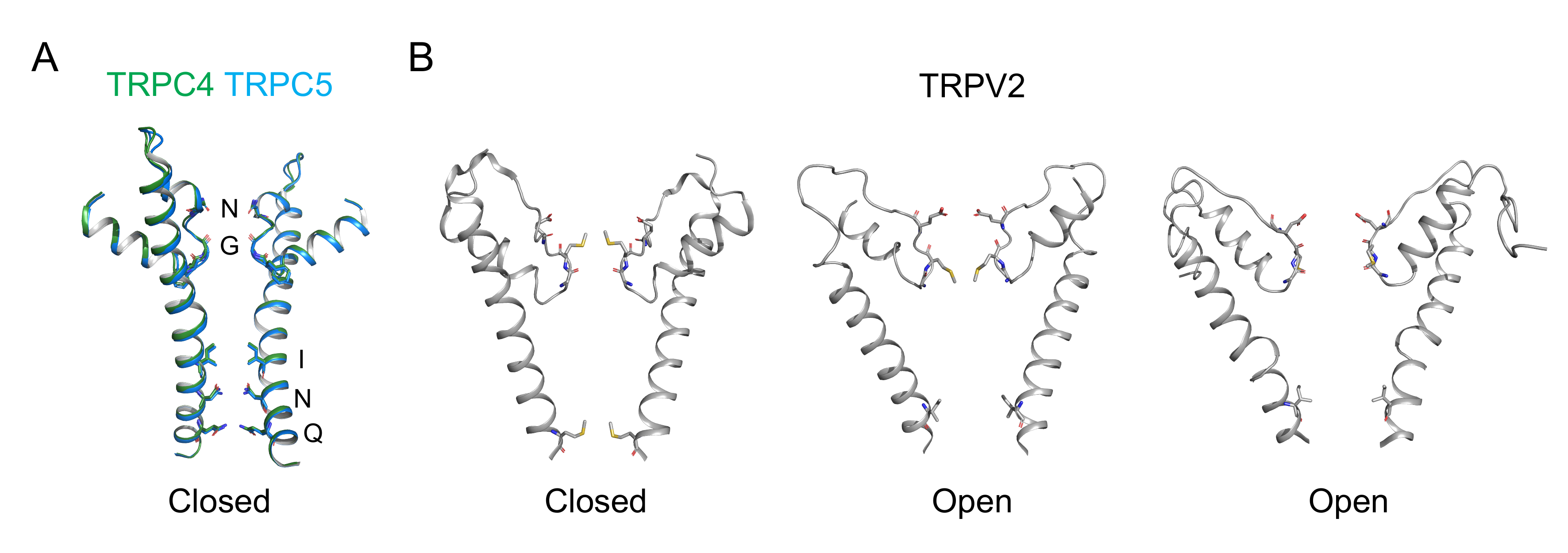 Structure–Function Relationship and Physiological Roles of Transient ...