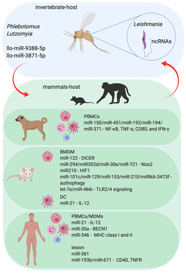 Cells Free Full Text Micrornas Biological Regulators In Pathogen