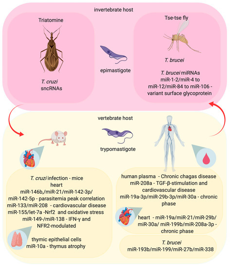 Cells Free Full Text Micrornas Biological Regulators In Pathogen