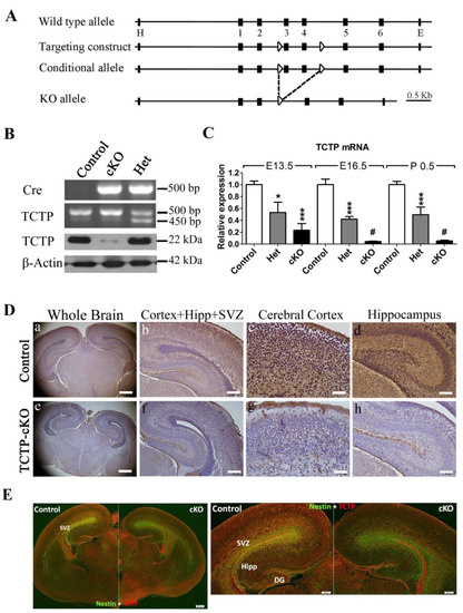 TCTP is Essential for Cell Proliferation and Survival during CNS ...