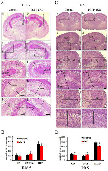 TCTP is Essential for Cell Proliferation and Survival during CNS ...