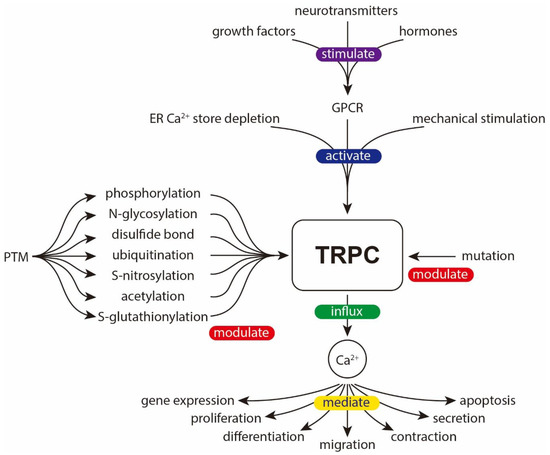 Post-Translational Modification and Natural Mutation of TRPC Channels