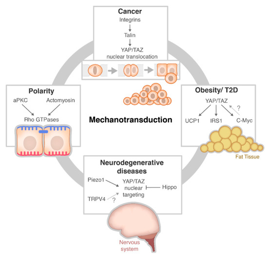 Dysfunctional Mechanotransduction through the YAP/TAZ/Hippo Pathway as ...