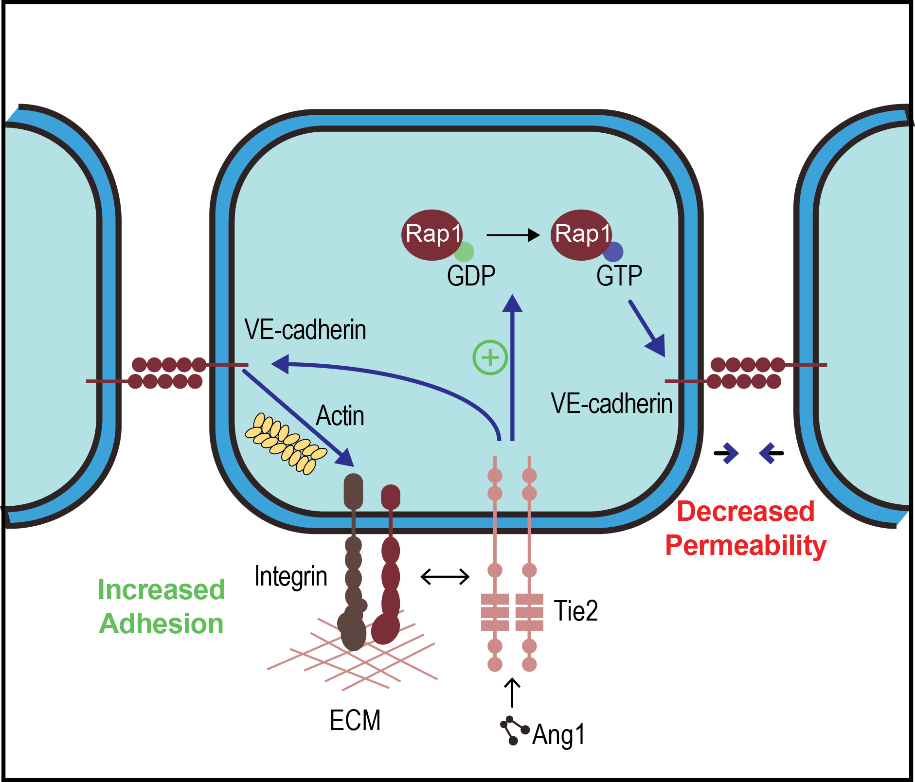 Cells | Free Full-Text | Rap1 Is Involved in Angiopoietin-1-Induced ...