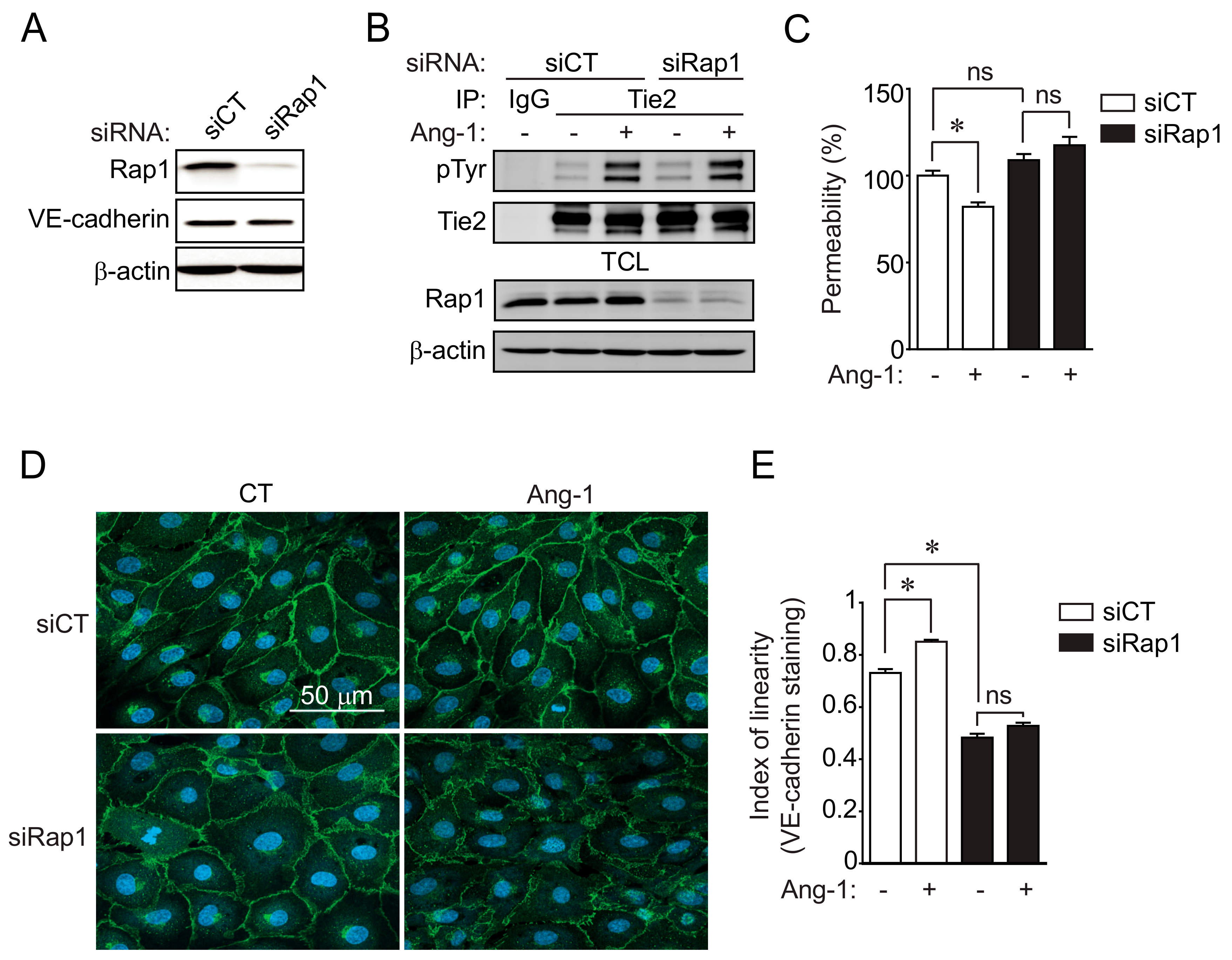 Rap1 Is Involved in Angiopoietin-1-Induced Cell-Cell Junction ...