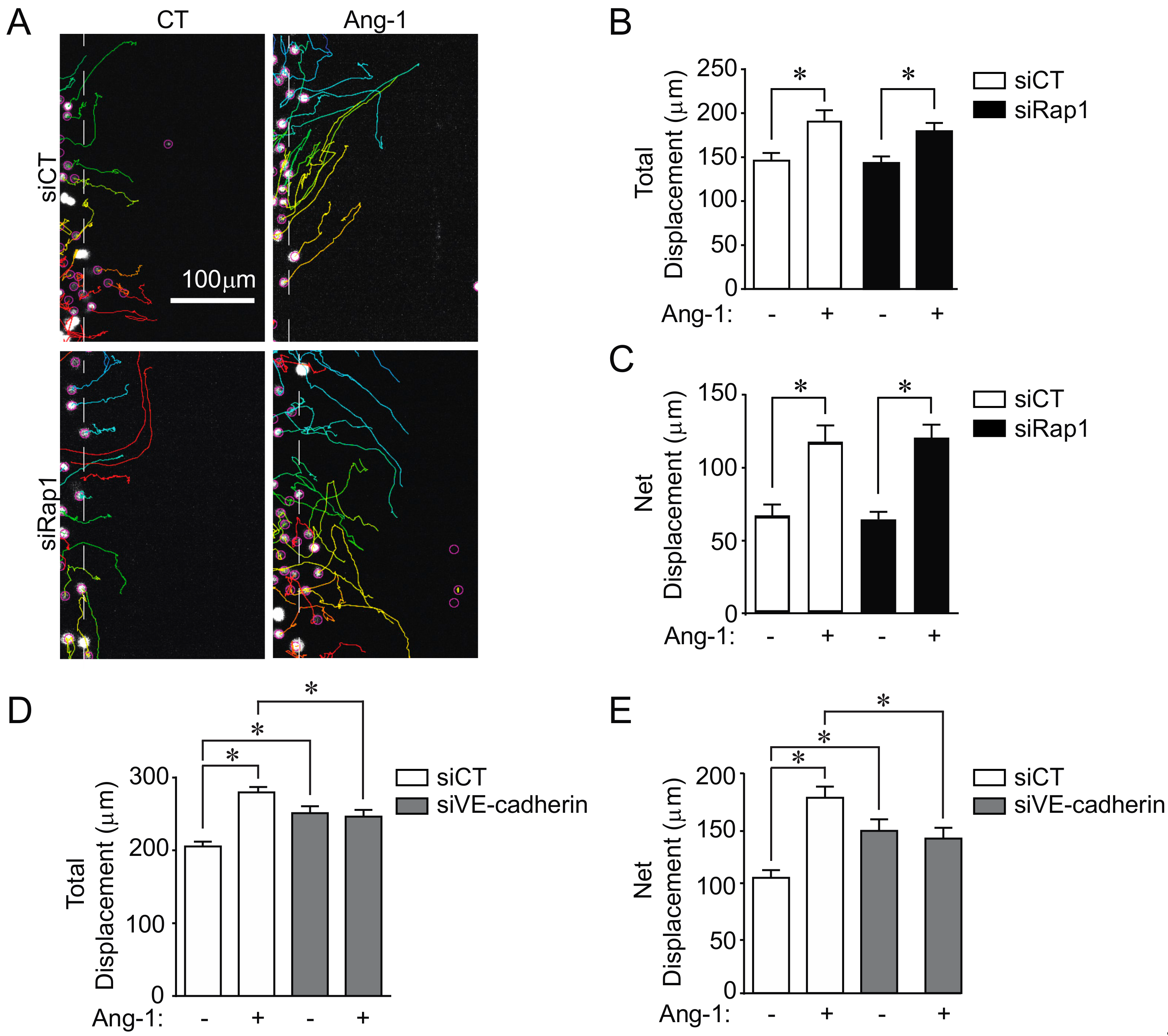 Rap1 Is Involved in Angiopoietin-1-Induced Cell-Cell Junction ...