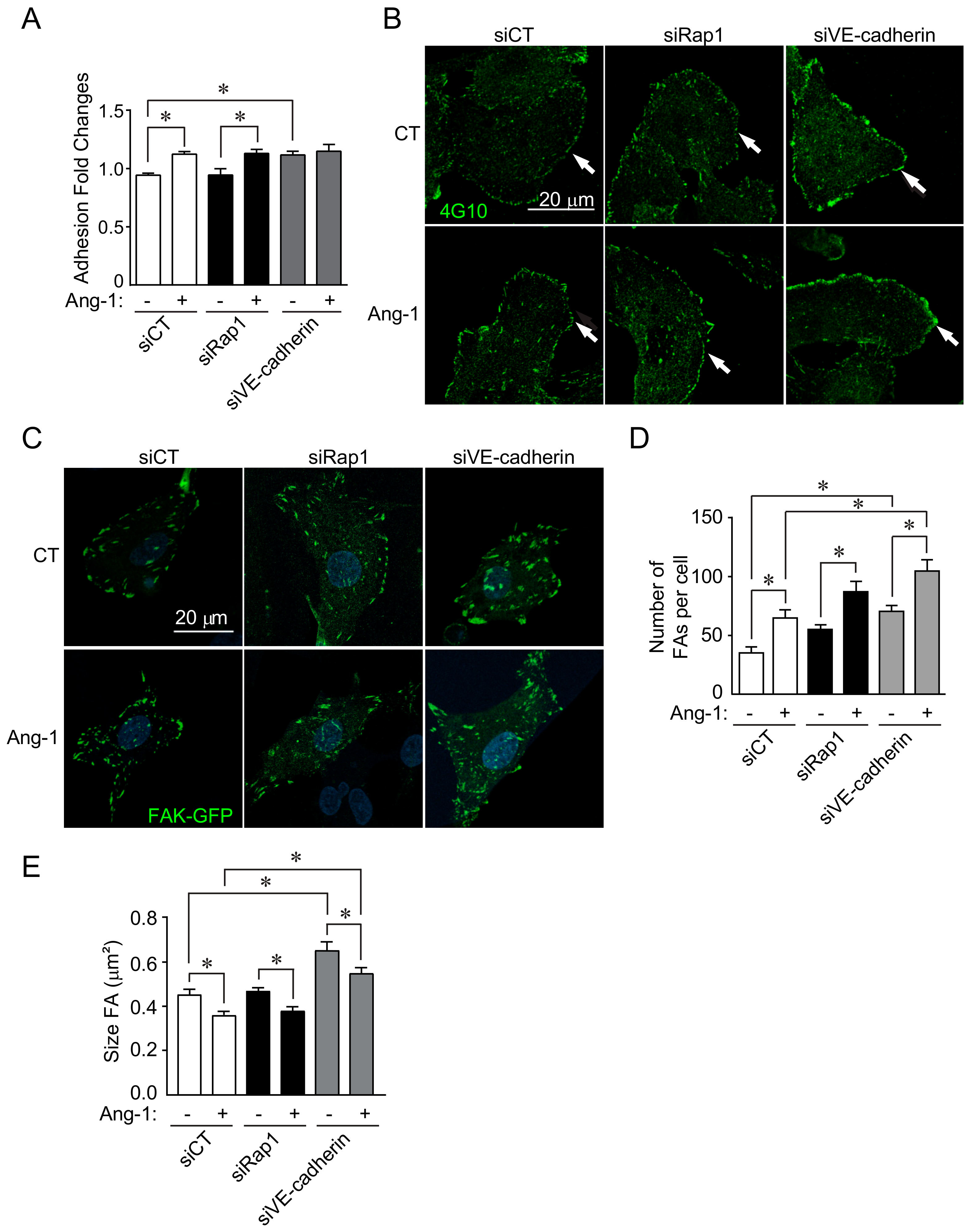 Rap1 Is Involved in Angiopoietin-1-Induced Cell-Cell Junction ...