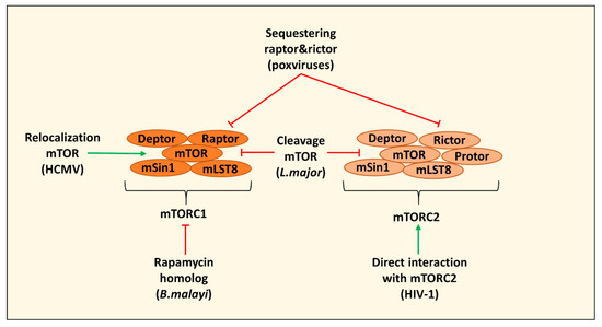Pathogens MenTORing Macrophages and Dendritic Cells: Manipulation of ...
