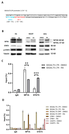 SSEA3 and Sialyl Lewis a Glycan Expression Is Controlled by B3GALT5 LTR ...