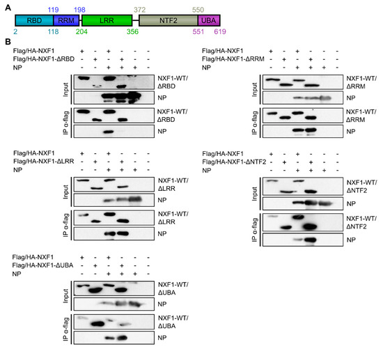 The Ebola Virus Nucleoprotein Recruits the Nuclear RNA Export Factor ...
