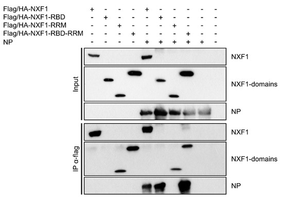 The Ebola Virus Nucleoprotein Recruits the Nuclear RNA Export Factor ...