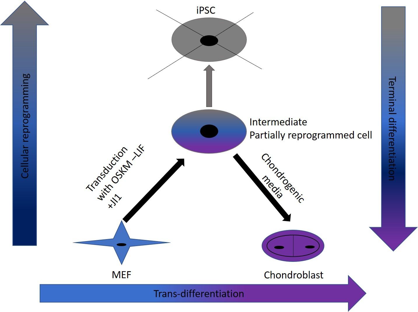 Cells | Free Full-Text | Cytokine Directed Chondroblast Trans-Differentiation: JAK Inhibition ...
