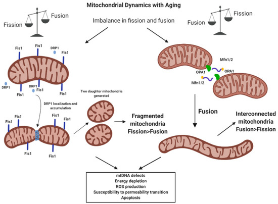 Mitochondrial Mechanisms of Neuromuscular Junction Degeneration with Aging