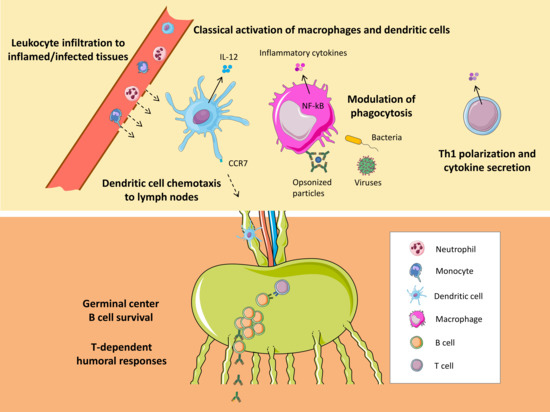 Roles of CD38 in the Immune Response to Infection