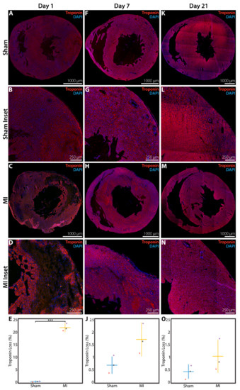 Natural Heart Regeneration in a Neonatal Rat Myocardial Infarction Model