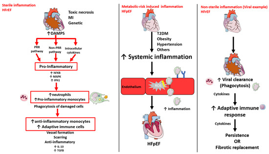 Cellular and Molecular Differences between HFpEF and HFrEF: A Step ...