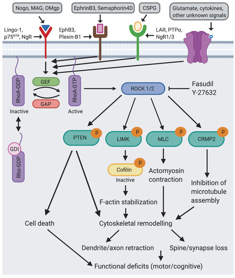 RhoA-ROCK Signaling as a Therapeutic Target in Traumatic Brain Injury
