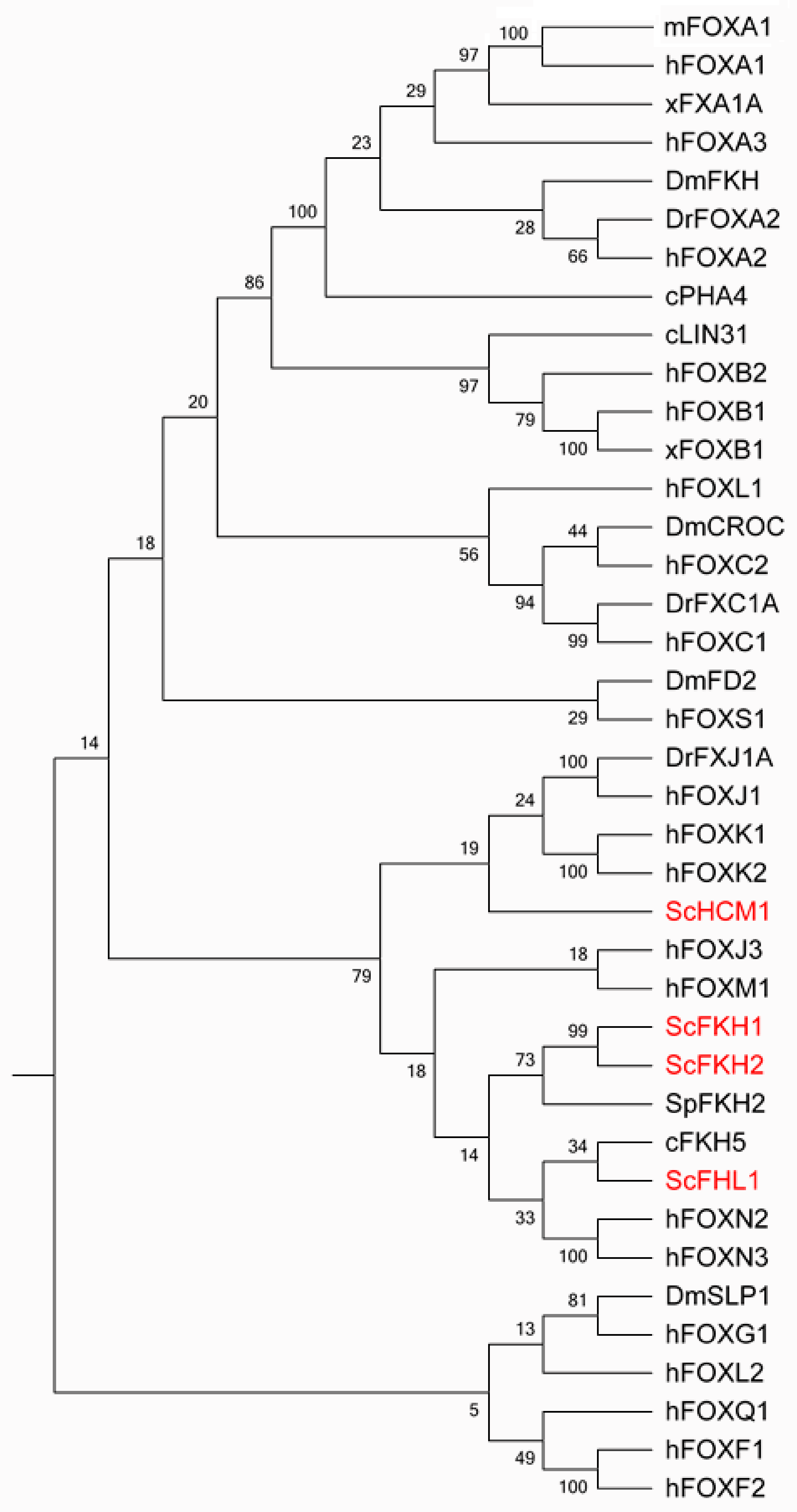 The Emerging Roles of Fox Family Transcription Factors in Chromosome ...