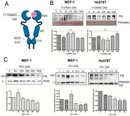 HSP90 Interacts with the Fibronectin N-terminal Domains and Increases Matrix Formation