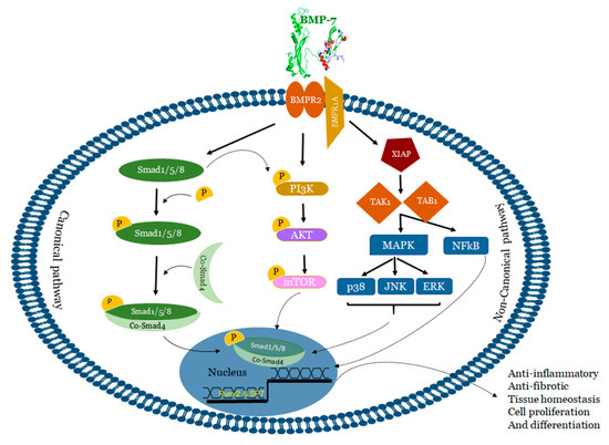The Role of Bone Morphogenetic Protein 7 (BMP-7) in Inflammation in ...