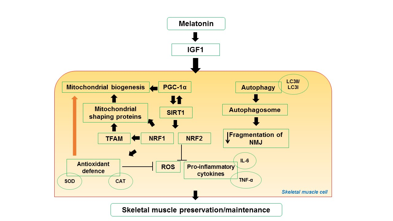 Cells | Free Full-Text | Impact of Melatonin on Skeletal Muscle and ...