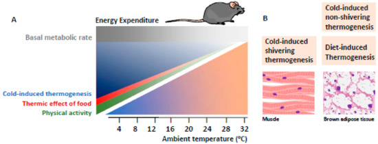 Impact of Adaptive Thermogenesis in Mice on the Treatment of Obesity