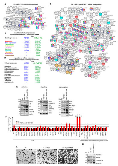 Tspan8-Tumor Extracellular Vesicle-Induced Endothelial Cell and ...