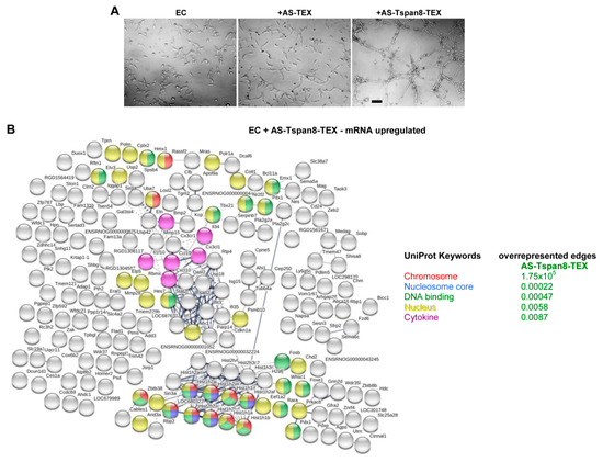 Tspan8-Tumor Extracellular Vesicle-Induced Endothelial Cell and ...