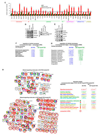 Tspan8-Tumor Extracellular Vesicle-Induced Endothelial Cell and ...